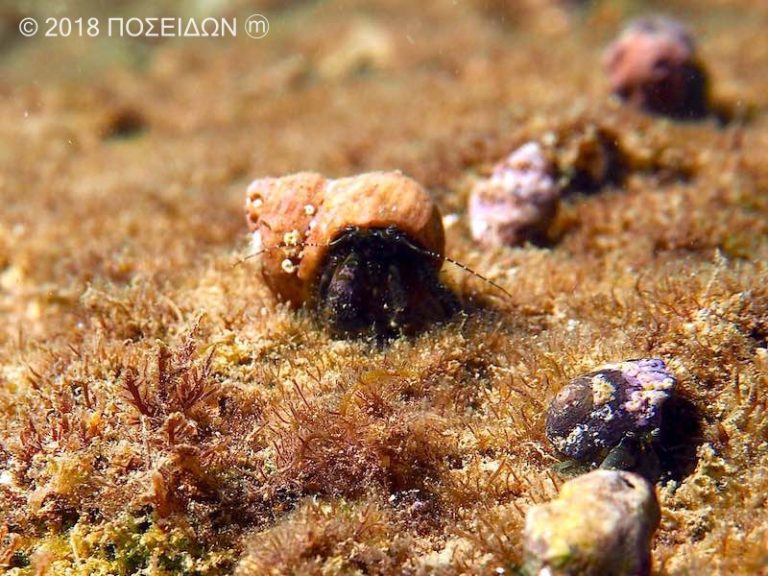 ホンヤドカリ｜海の生物図鑑 – POSEIDON